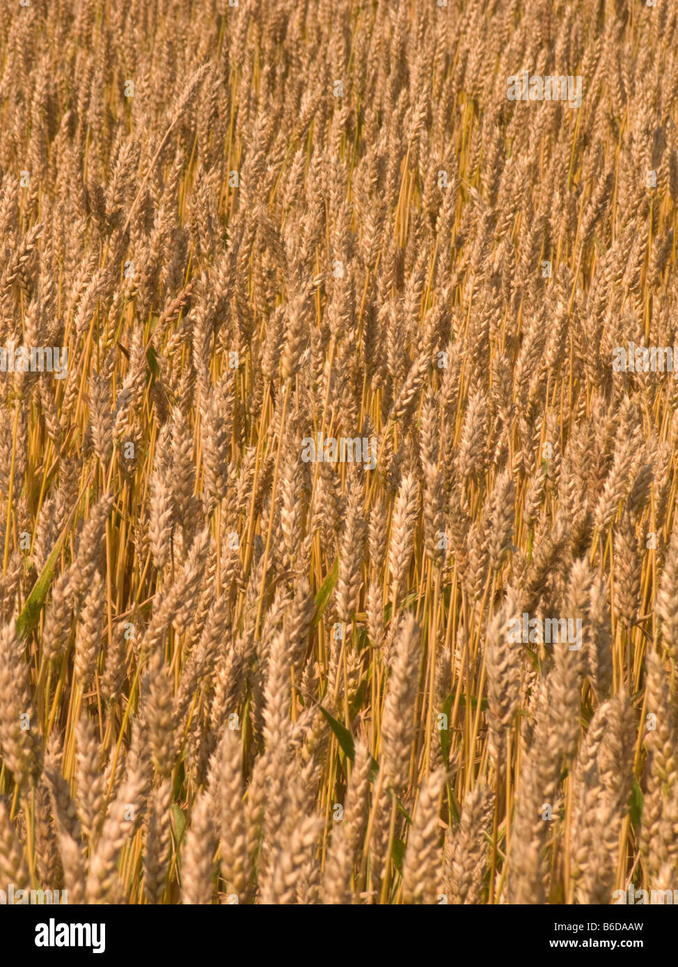 Sheaths hi-res stock photography and images - Alamy