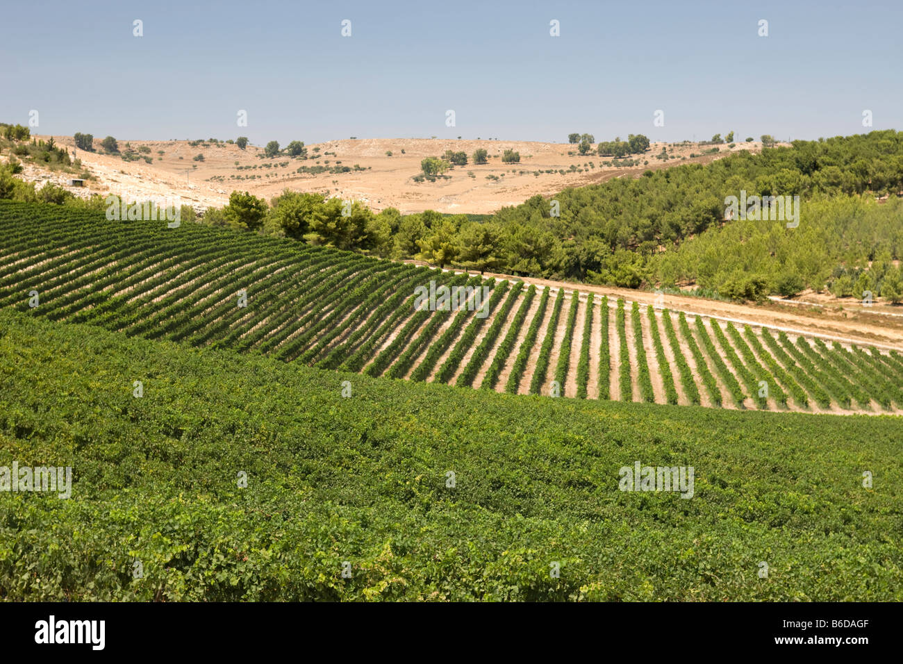 Israel landscape vines hi-res stock photography and images - Alamy