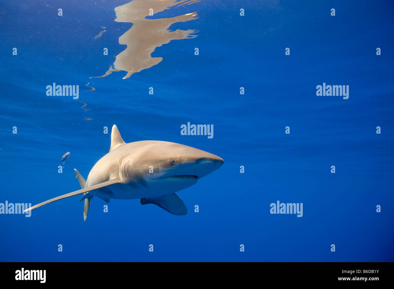 USA Hawaii Big Island Underwater view of Oceanic White Tip Shark ...