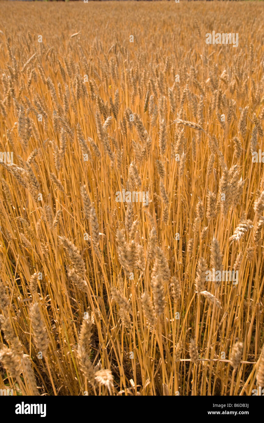 Sheaths hi-res stock photography and images - Alamy