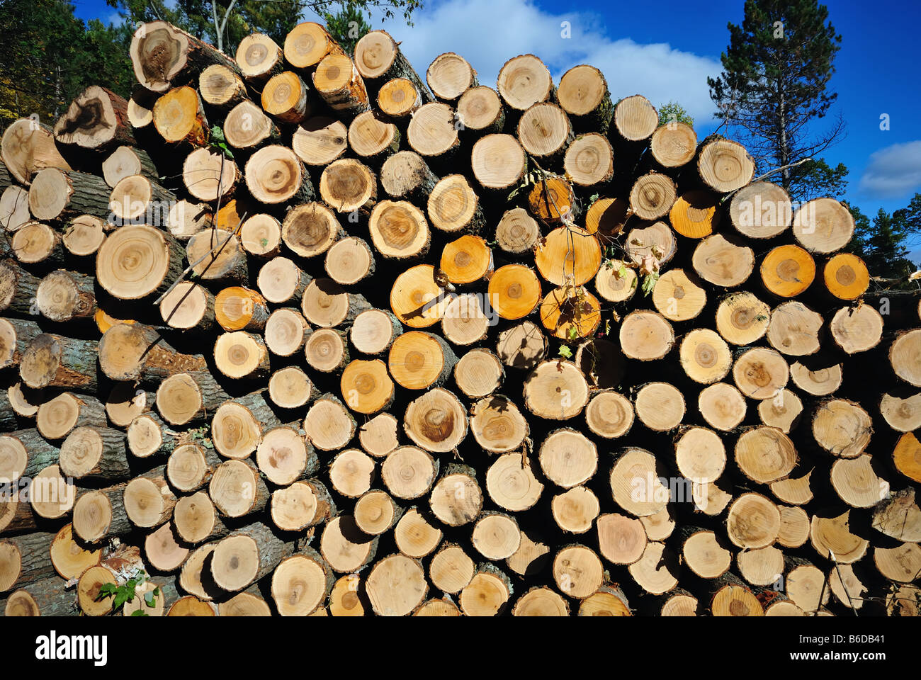 Stack of red oak and paper birch logs in Minnesota Stock Photo - Alamy