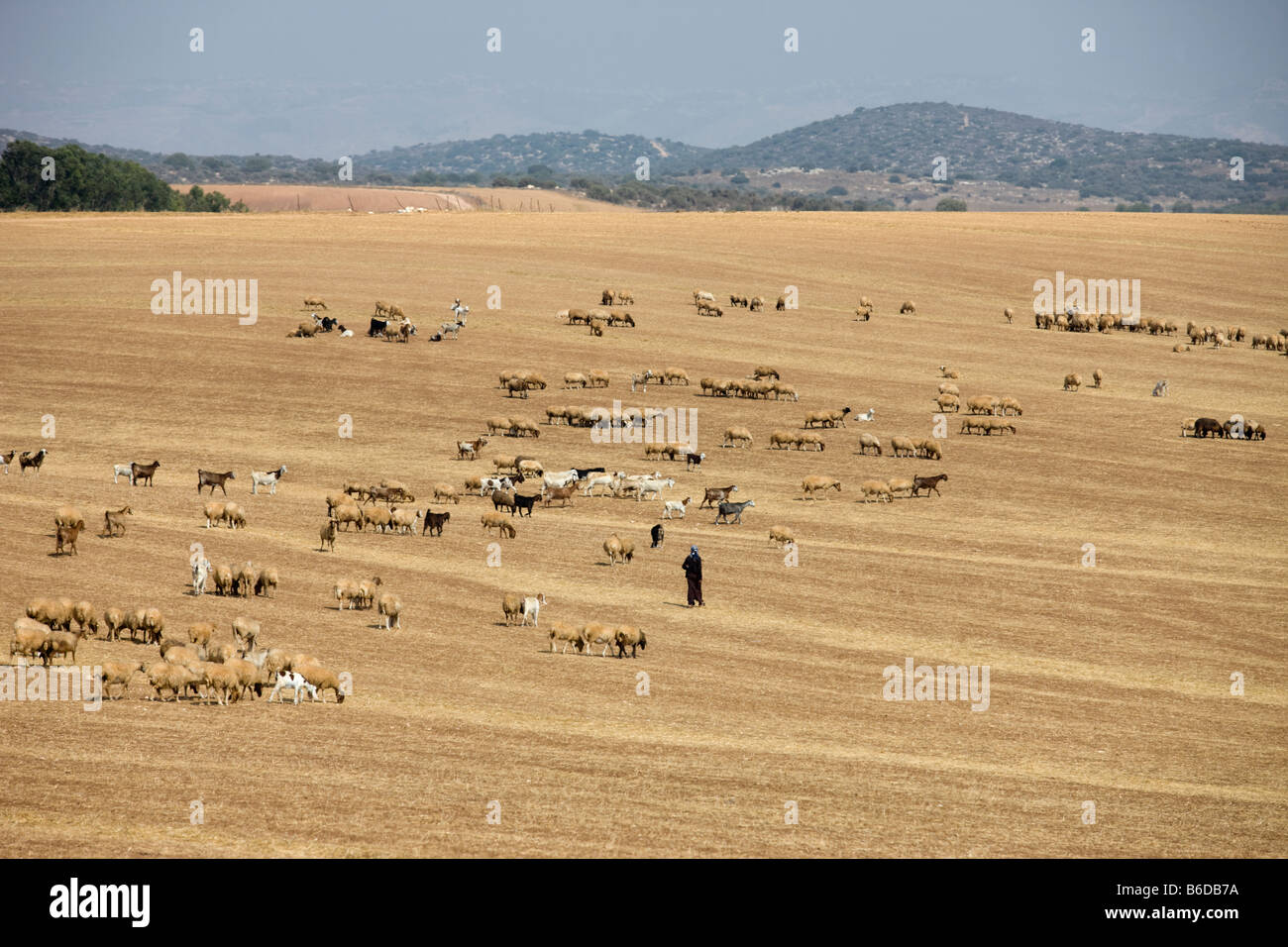 Arab sheep hi-res stock photography and images - Alamy