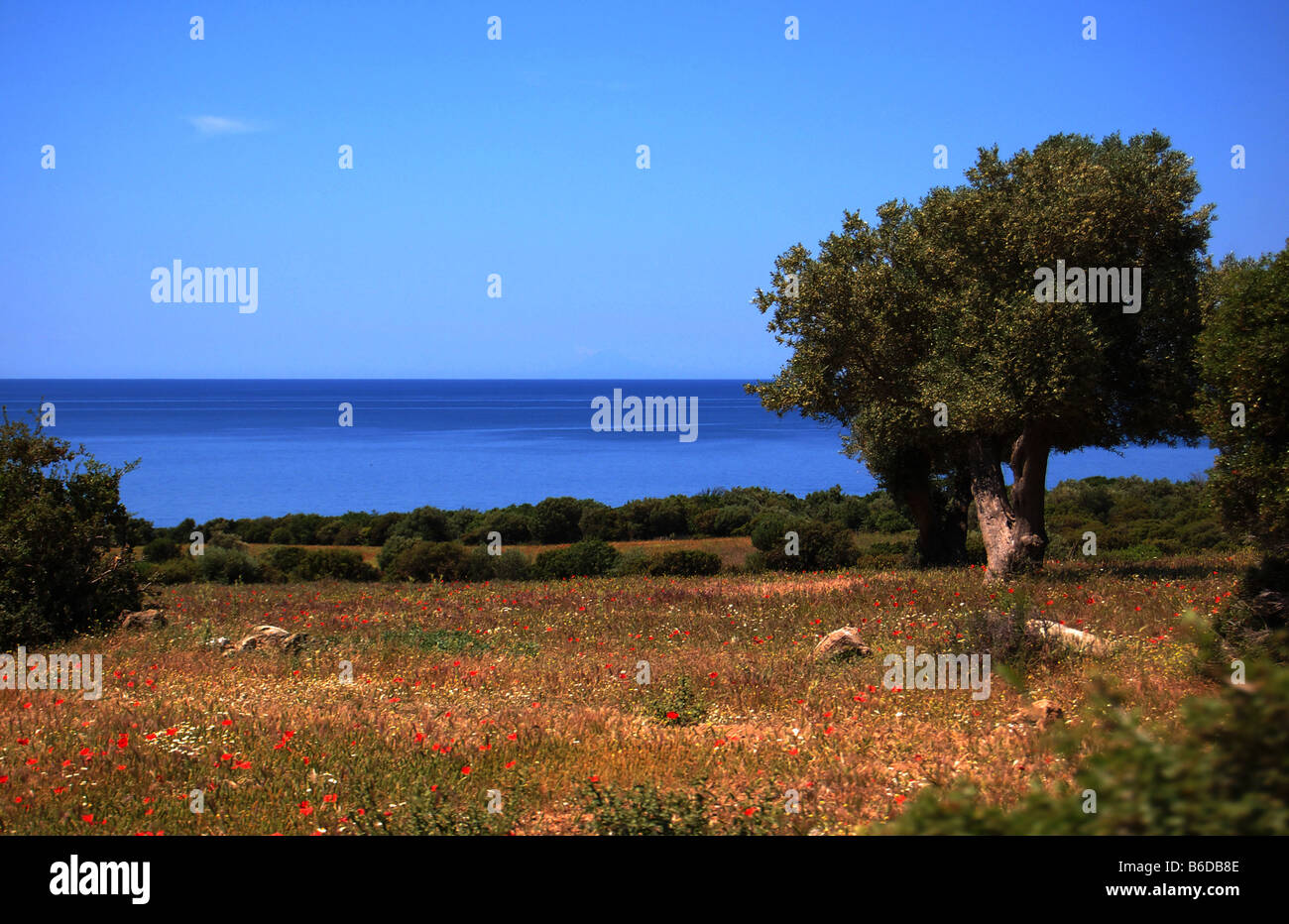 Greek landscape with sea, scorched grass, olive trees and blue sky ...