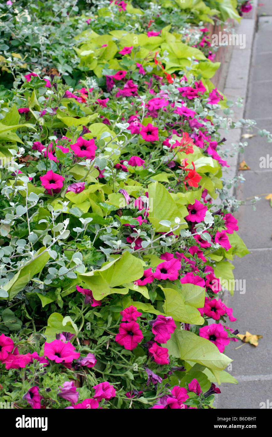 LIME GREEN FOLIAGE OF IPOMOEA BATATAS MARGARITA WITH PURPLE PETUNIAS ...