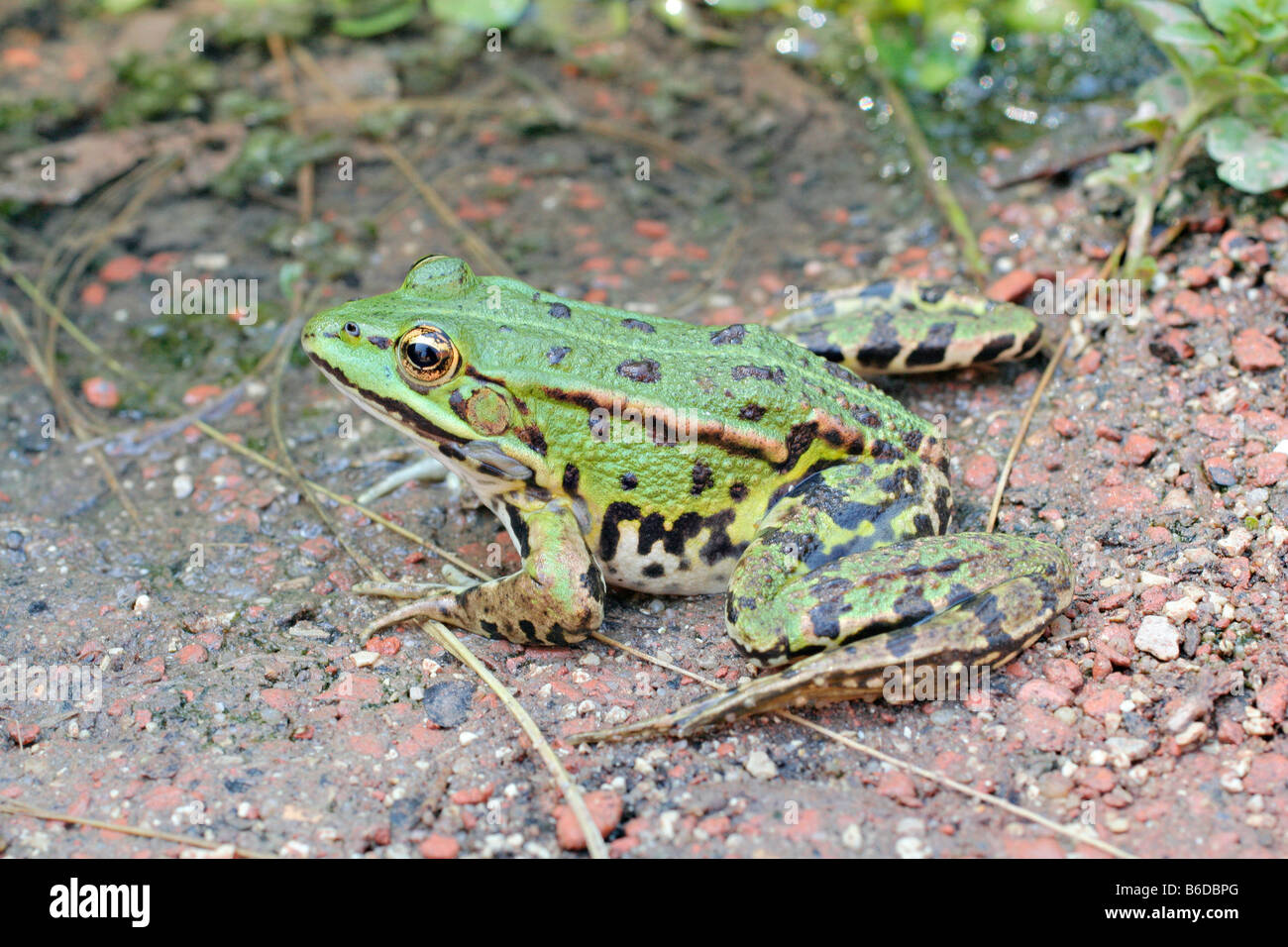 March frog hi-res stock photography and images - Alamy