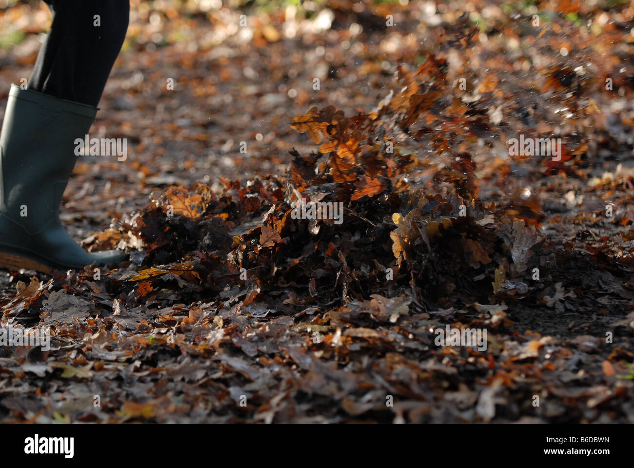 Belhus country park hi-res stock photography and images - Alamy