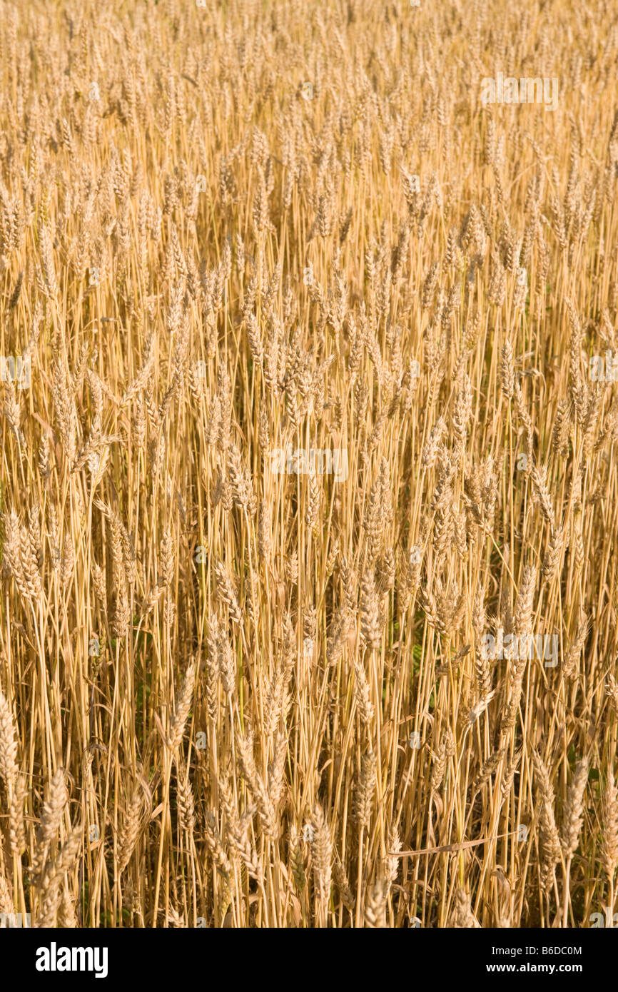 American wheat crops hi-res stock photography and images - Alamy