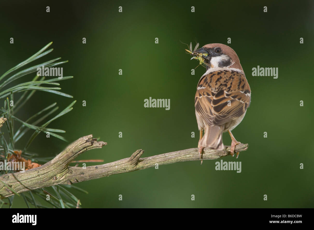 Tree Sparrow(passer montanus Stock Photo - Alamy