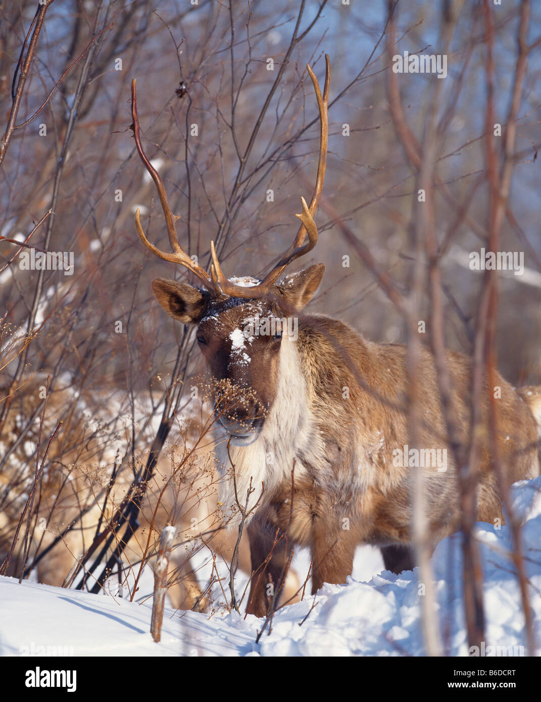 Woodland Caribou Endangered