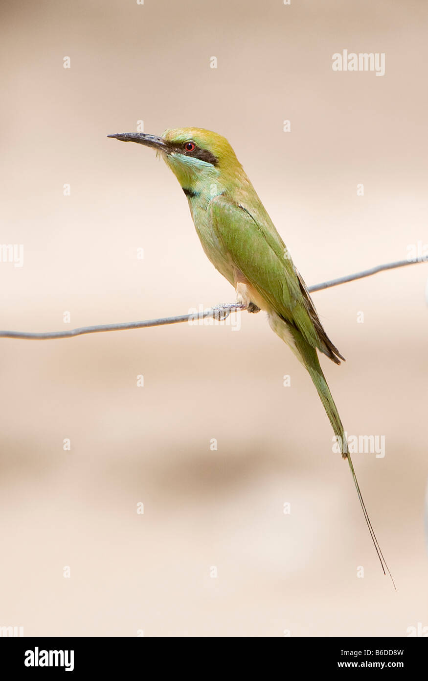 Little green Bee-eater (Meropis orientalis) subspecies Cleopatra Stock ...