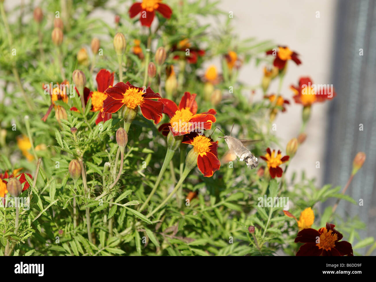 Hummingbird Hawk moth and flowers Stock Photo - Alamy