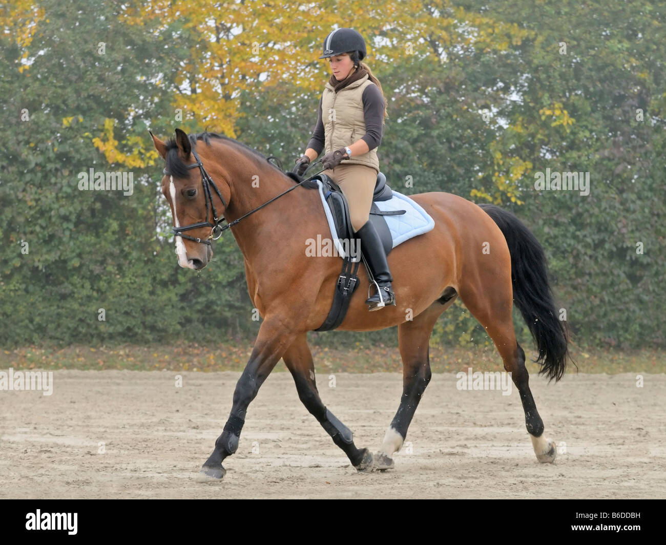 Dresage hi-res stock photography and images - Alamy