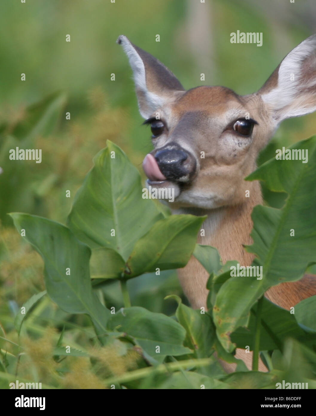 Whitetail deer doe hi-res stock photography and images - Alamy