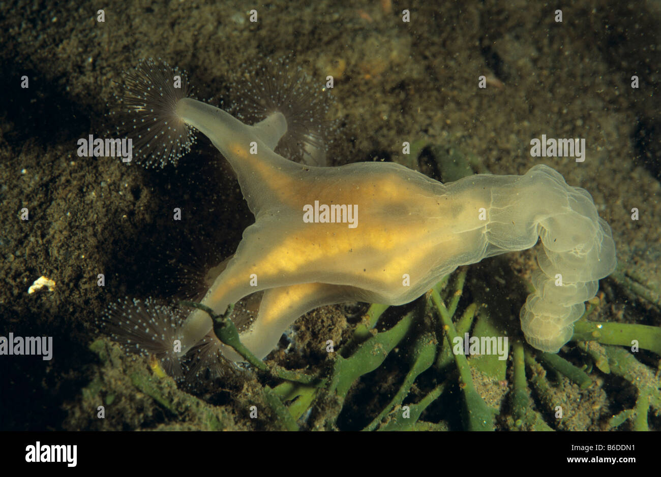 Stauromedusae (Lucernaria quadricornis), bottom living jellyfish ...