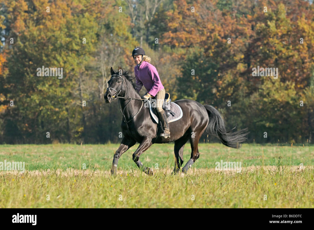 Young rider galloping in autumn Stock Photo - Alamy