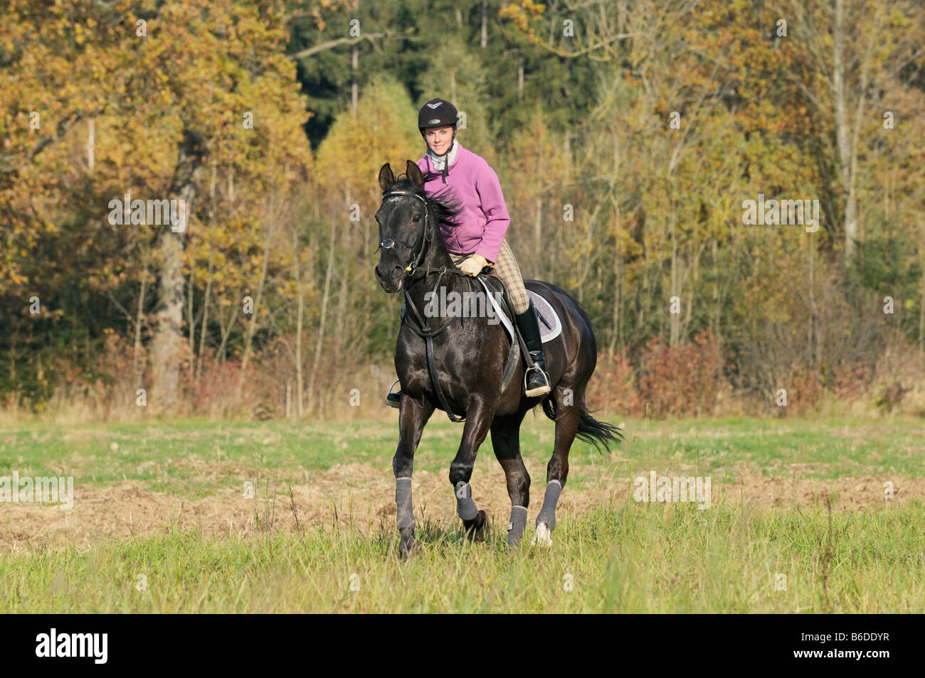 Horses galloping forest hi-res stock photography and images - Alamy