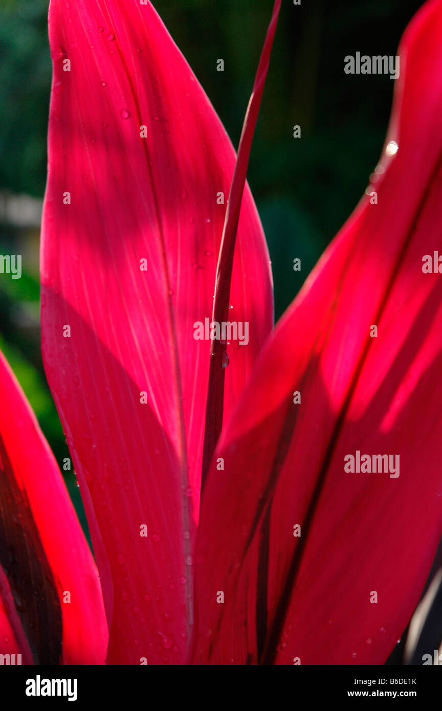 Sun shining through rainforest hi-res stock photography and images - Alamy