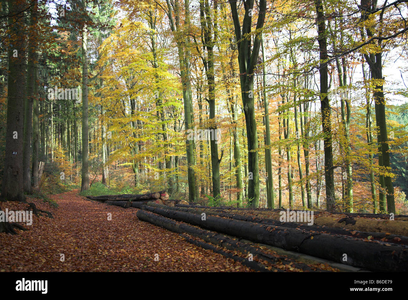 Magnificent colour of autumn Stock Photo - Alamy