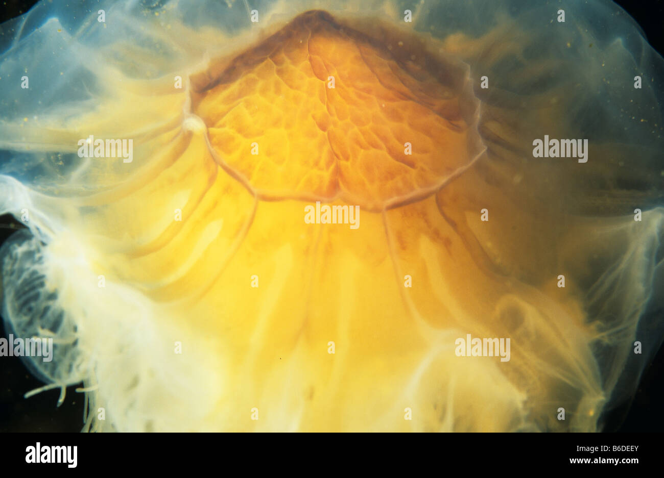 Cyanea capillata uk hi-res stock photography and images - Alamy