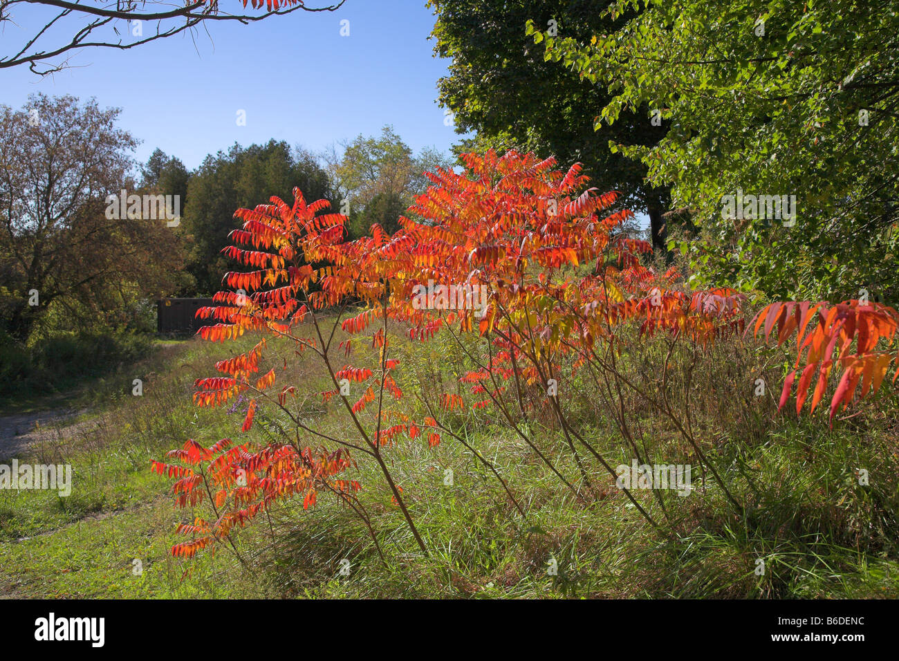 Colourful wild plant Stock Photo - Alamy