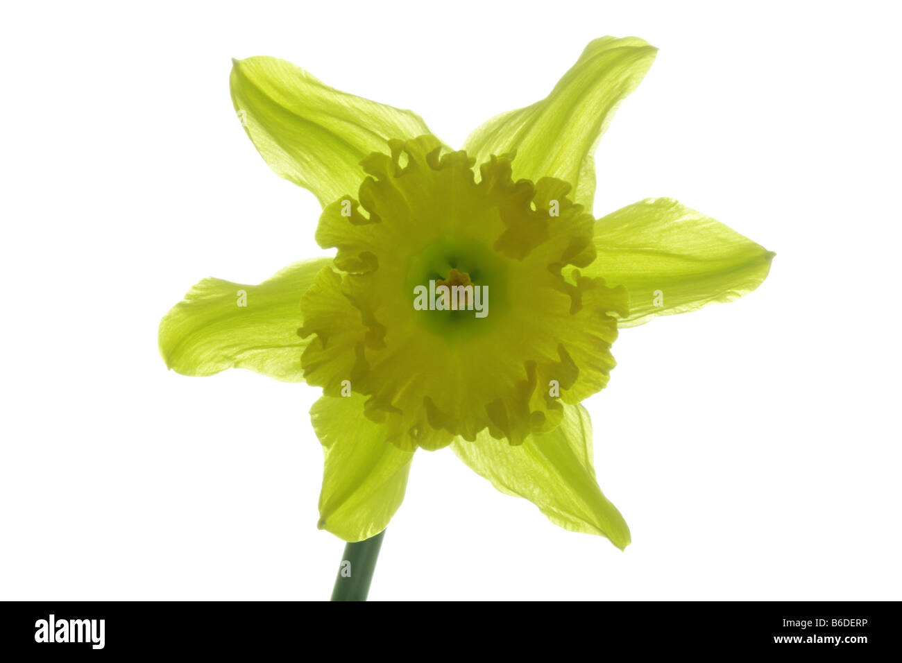 Single Daffodil on White Background Stock Photo - Alamy