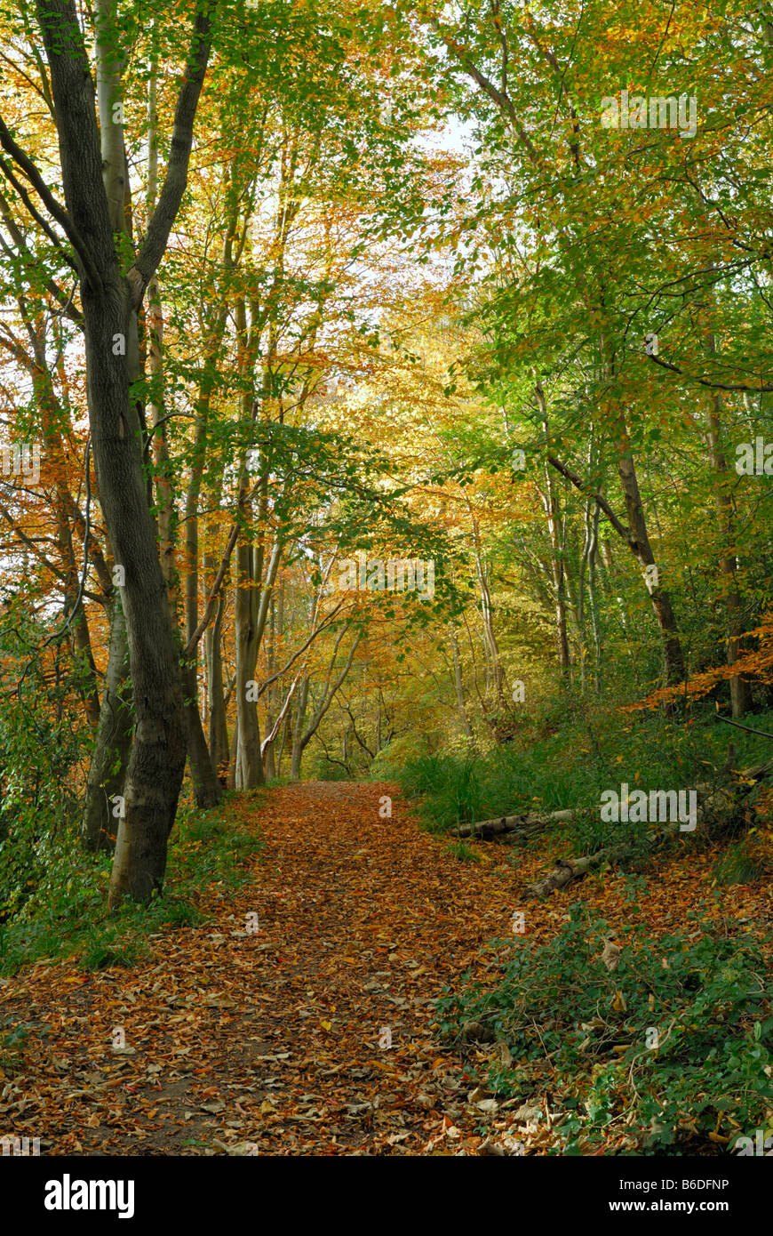 A Path through Woods in Autumn Stock Photo - Alamy
