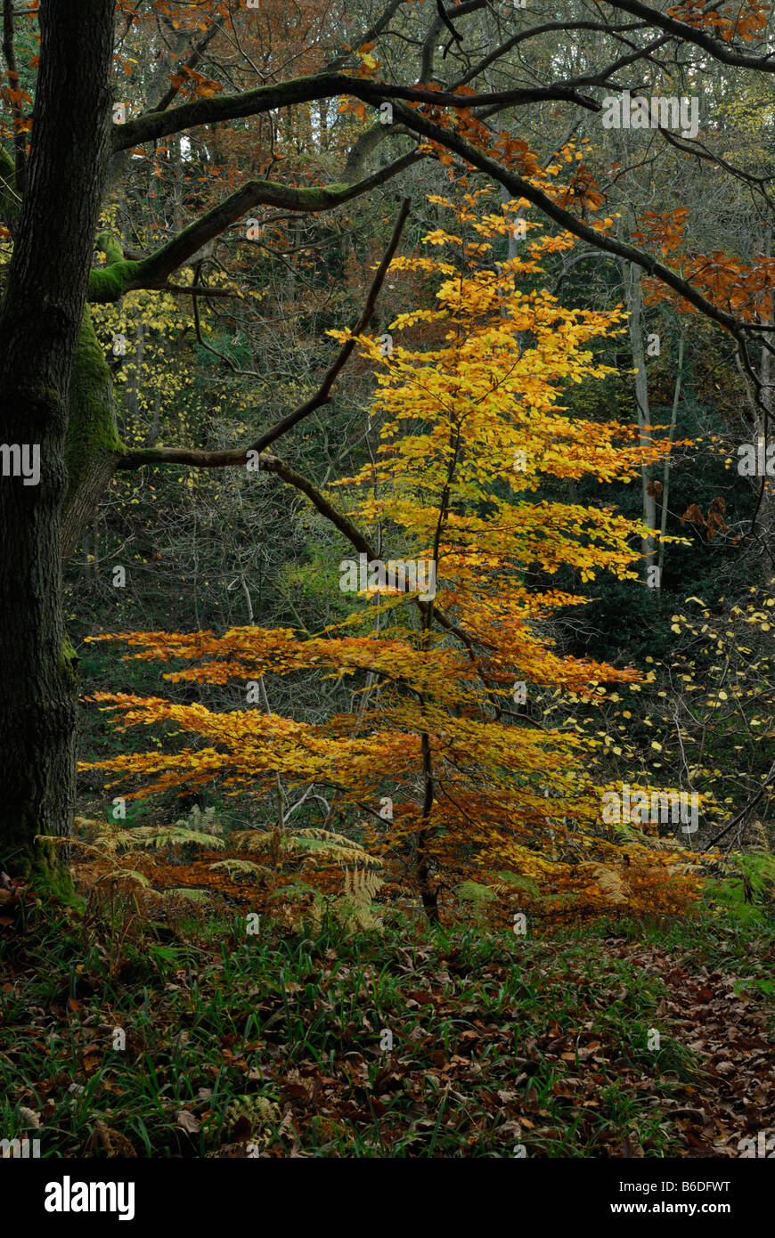 A young Beech Tree growing wild Stock Photo - Alamy
