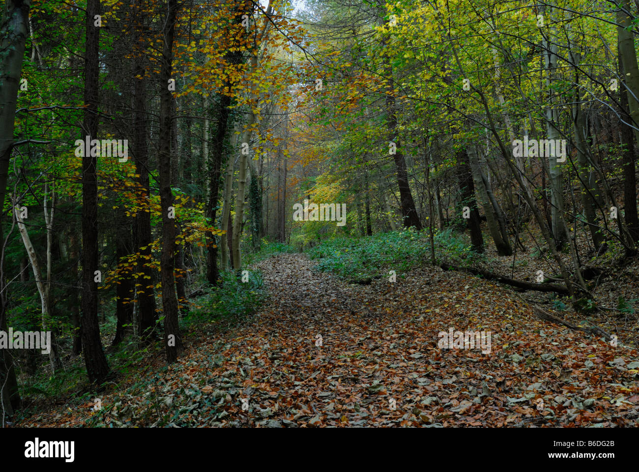 A Path through Woods in Autumn Stock Photo - Alamy