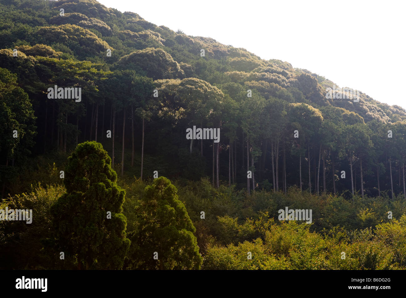Forest around the Kiyomizudera Temple in Kyoto, Japan Stock Photo - Alamy
