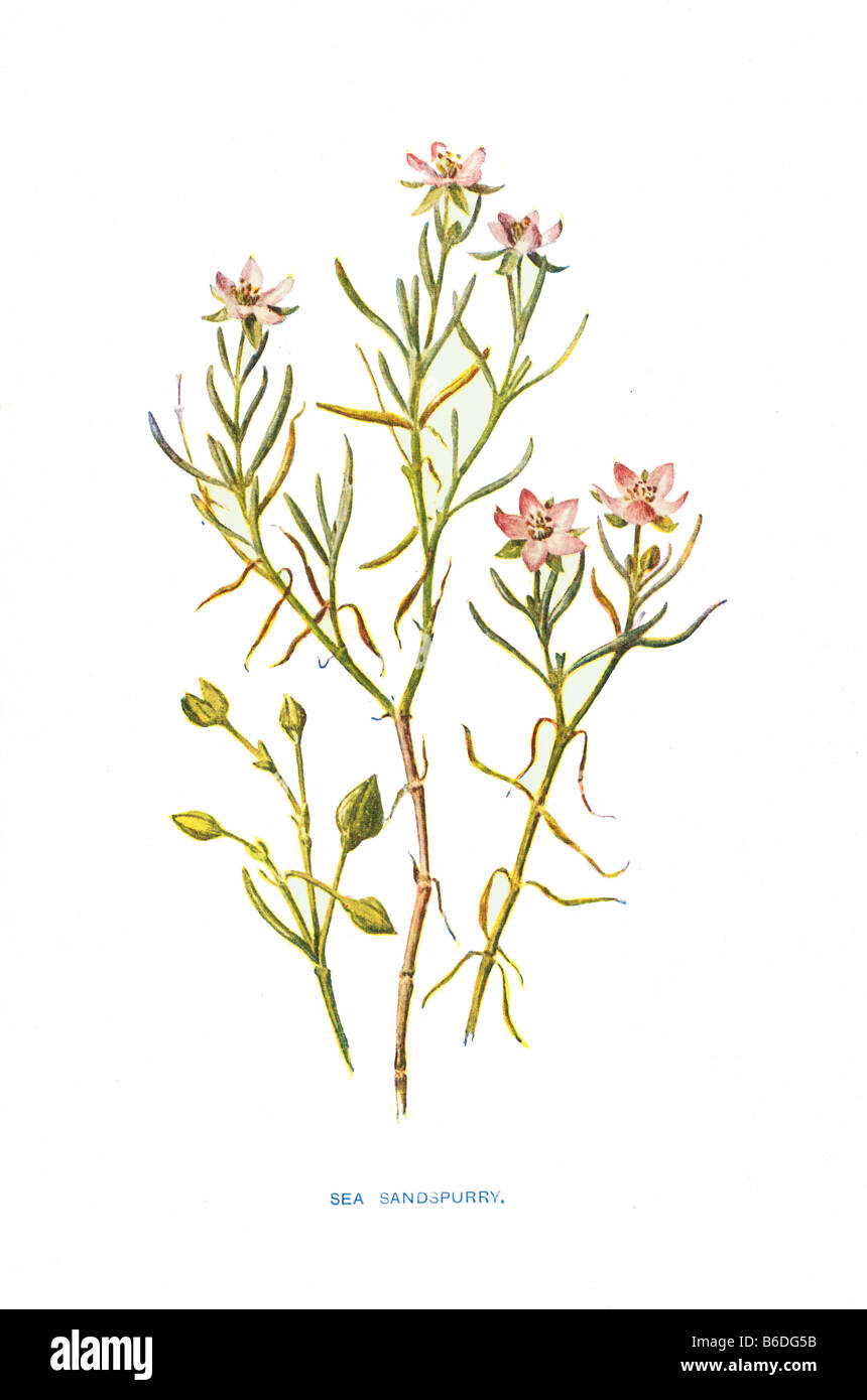 Sea Sandspurry Spergularia marina 19th Century Illustration Frederick ...