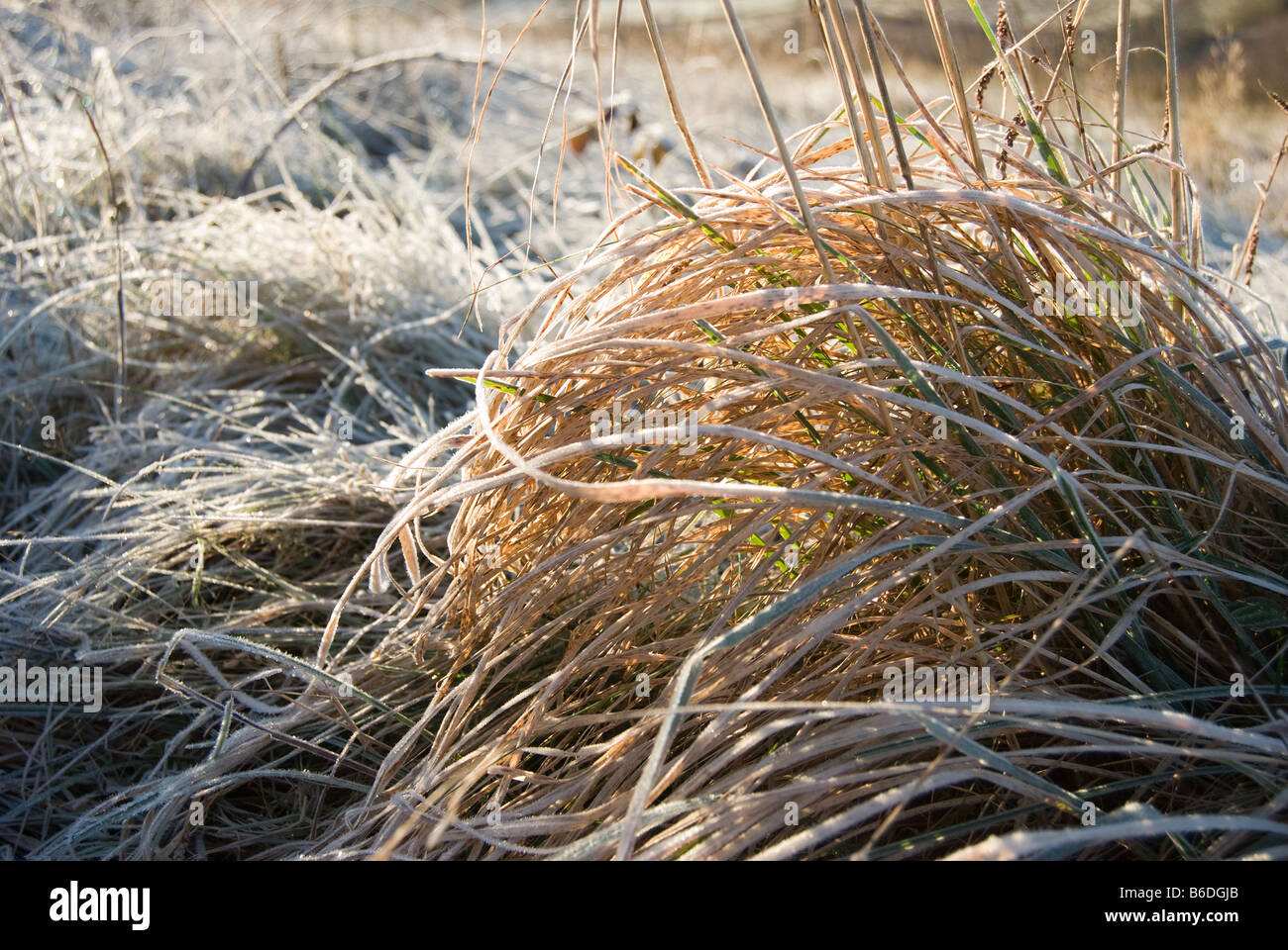 Grass grasses winter frost cold hi-res stock photography and images - Alamy