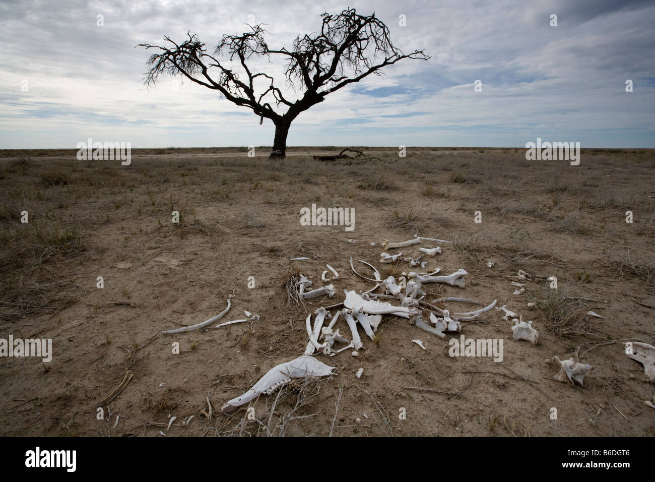 Zebra kill hi-res stock photography and images - Alamy