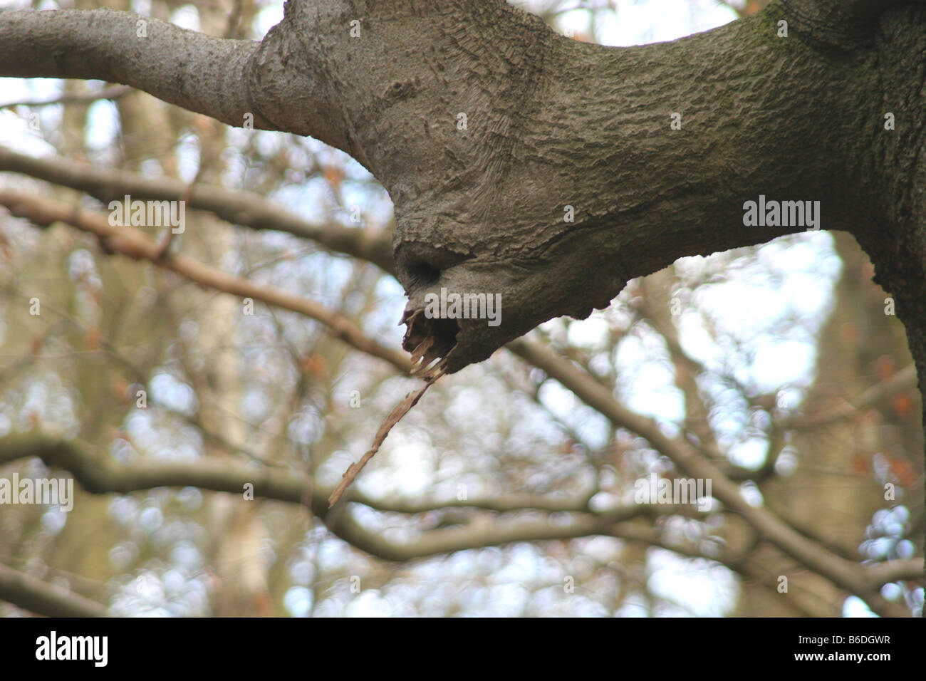 A tree branch with the face of a gargoyle Stock Photo - Alamy