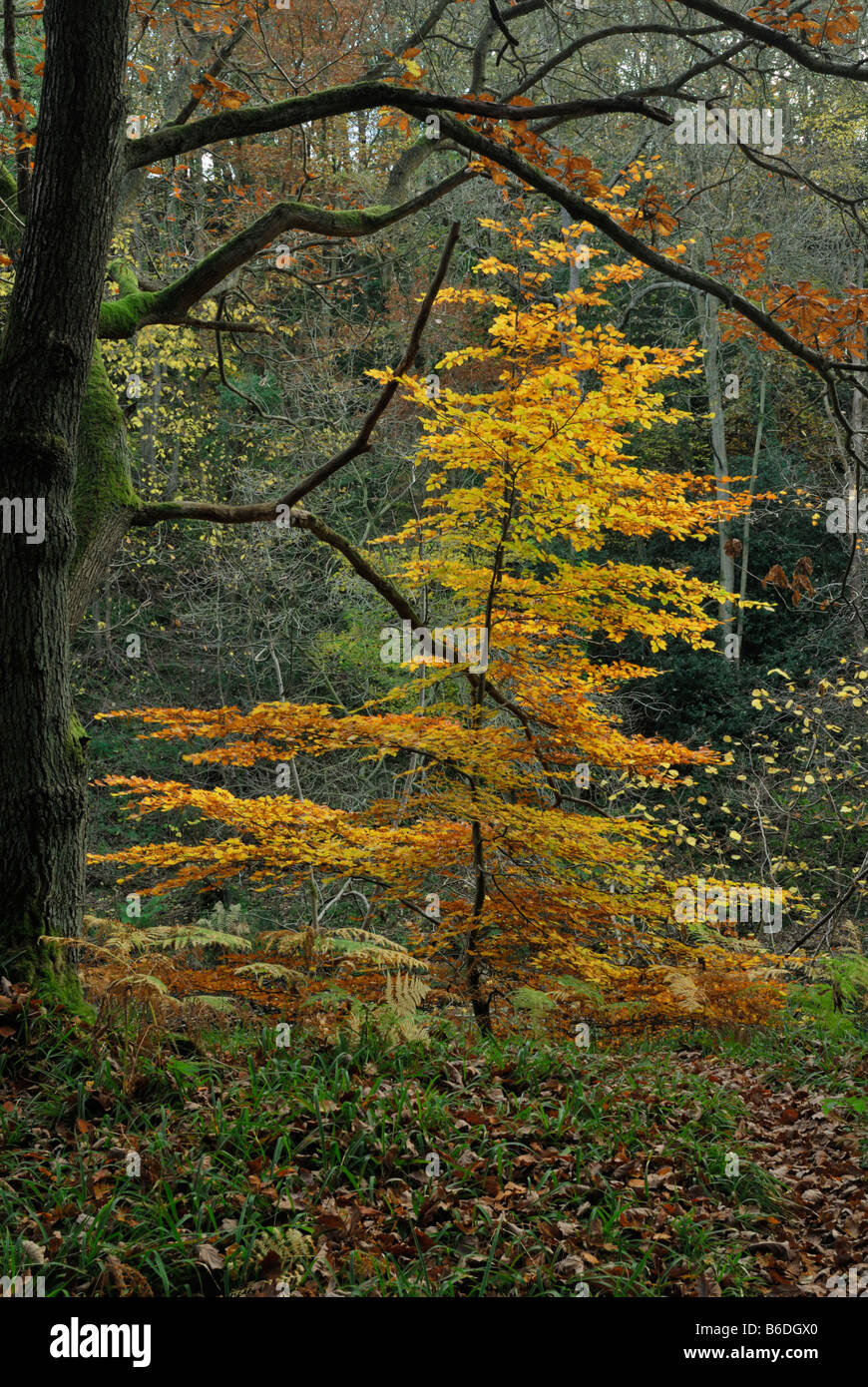 A young Beech Tree growing wild Stock Photo - Alamy