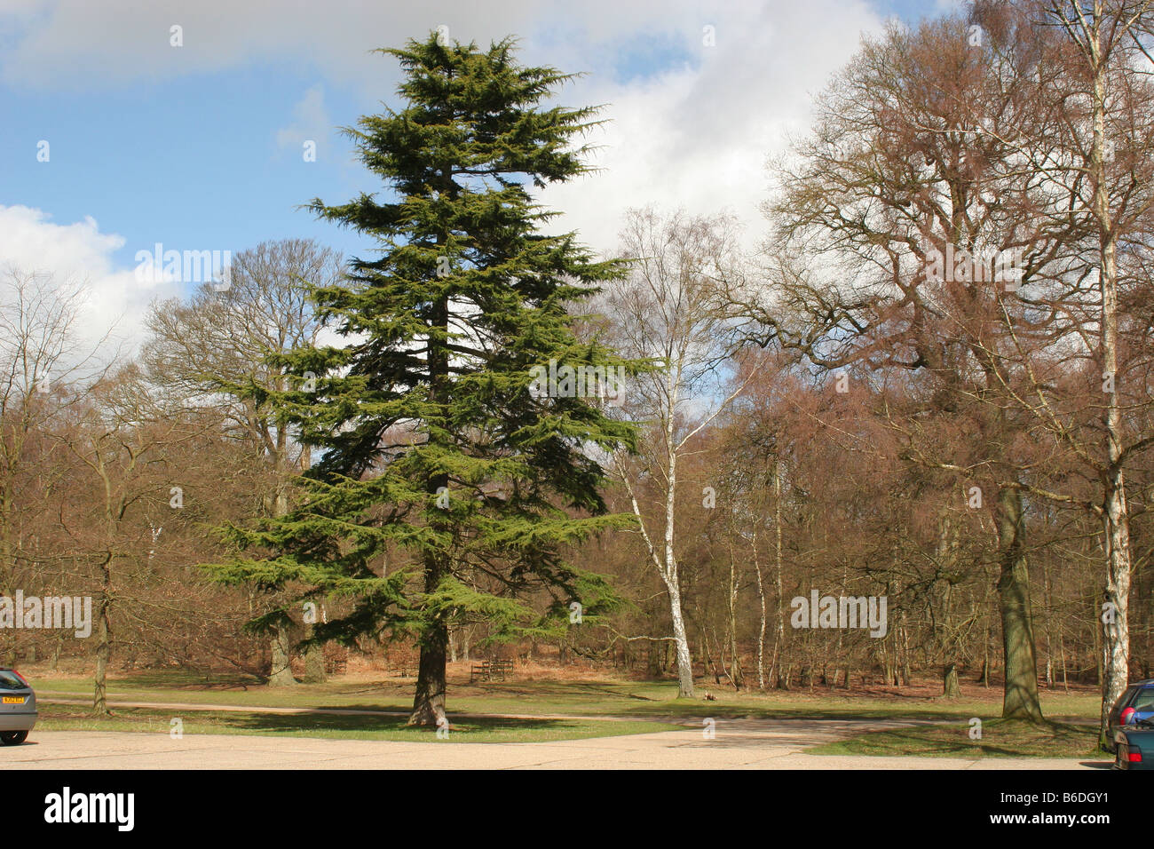 A lone Cedar tree amongst a forest of Silver Birch Stock Photo - Alamy