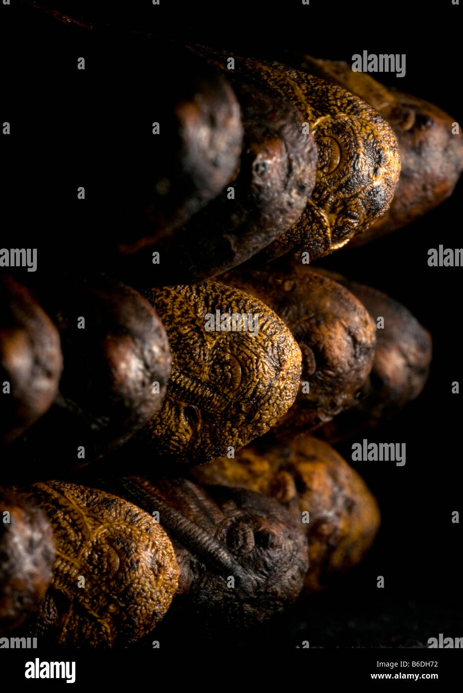 Death’s-head, Hawkmoth, Acherontia, atropos,chrysalis Stock Photo - Alamy