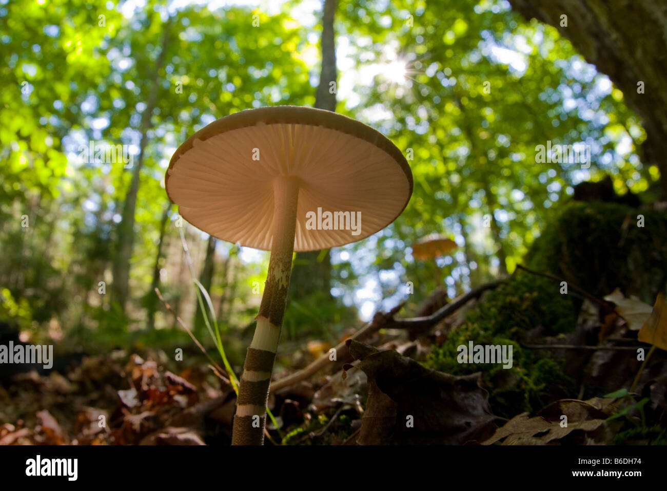 Fisheye view looking up at mushroom from below in the Adirondack ...