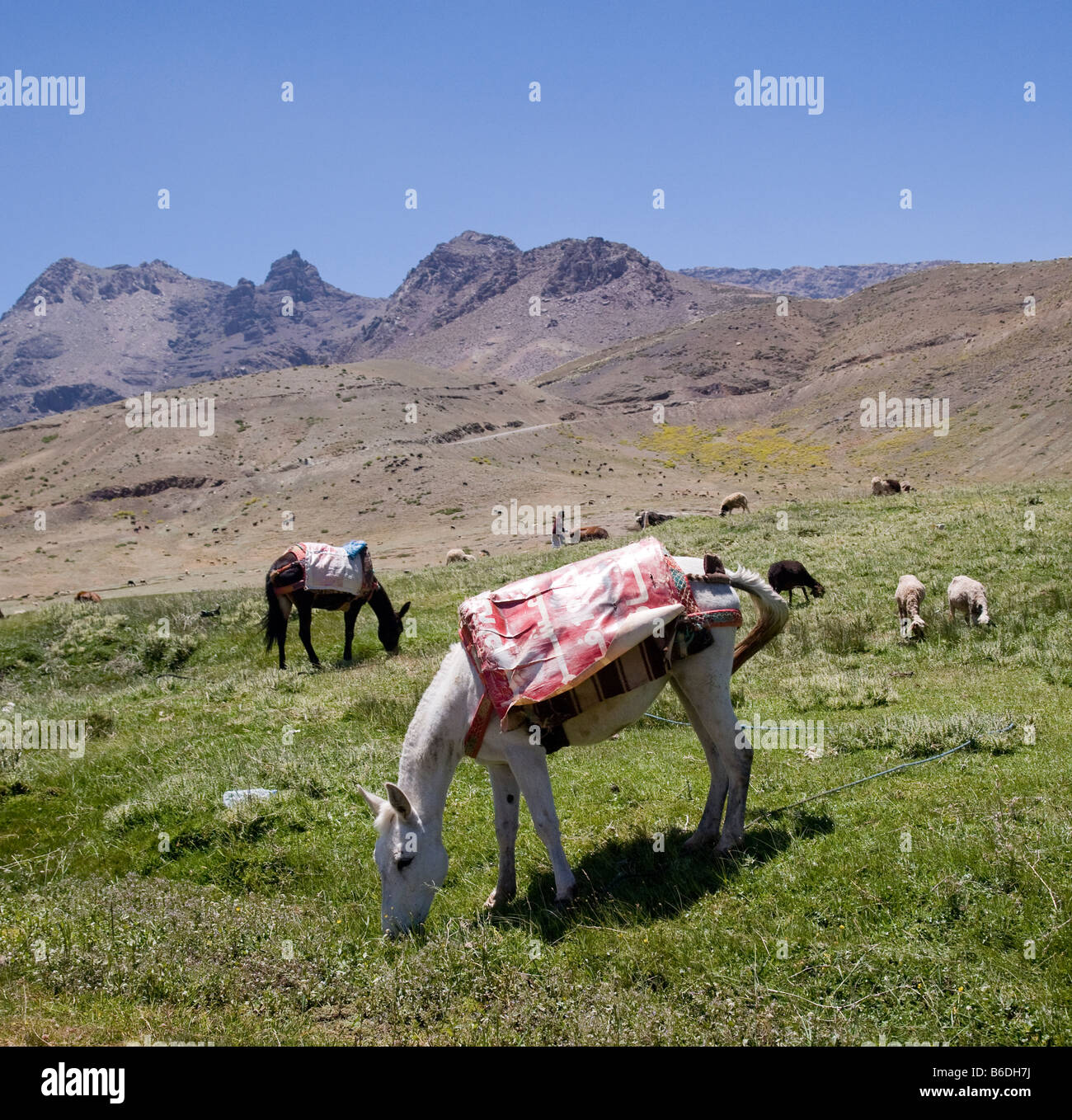 Livestock grazes in an open field along the Tizi n Tichka Pass through ...