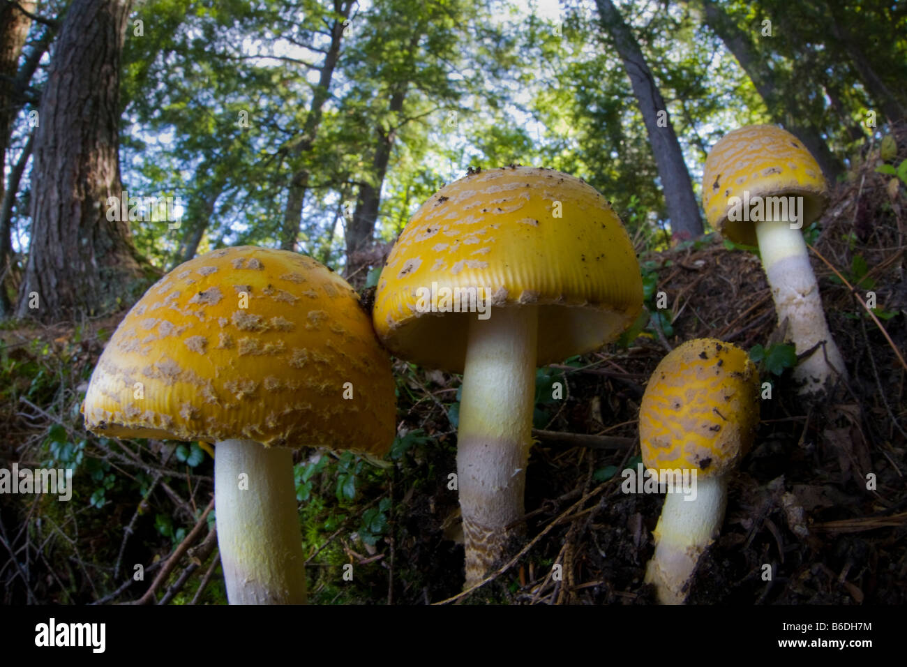 Fisheye view looking up at mushrooms from below in the Adirondack ...