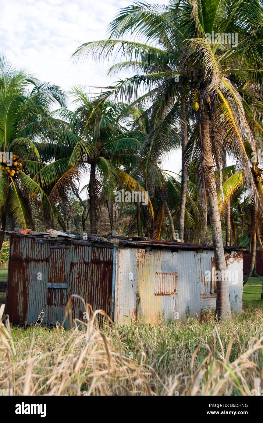 house typical architecture zinc ramshackle shanty residence corn island ...