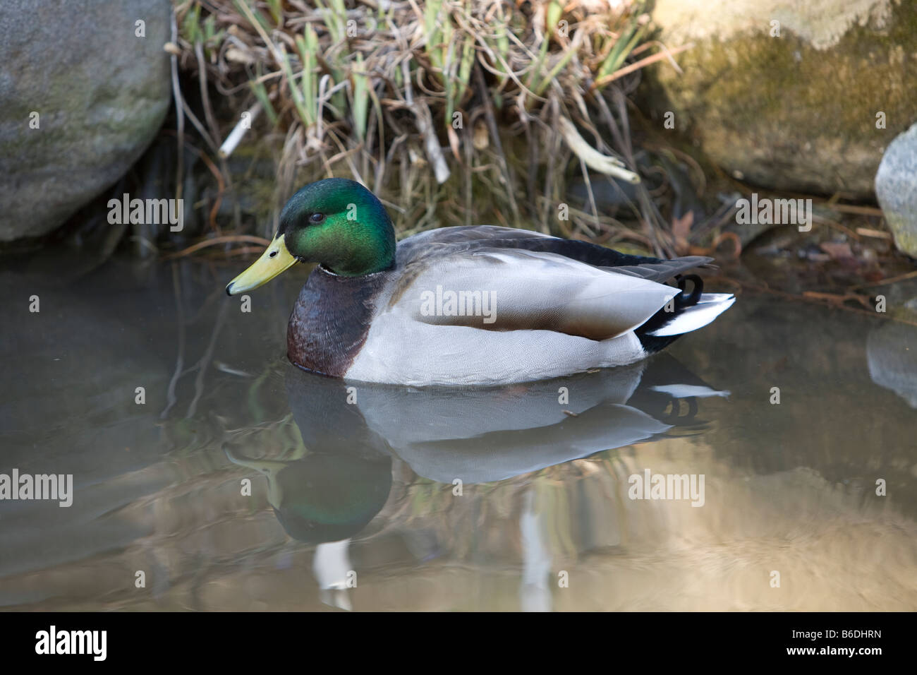 Mallard duck pond hi-res stock photography and images - Alamy