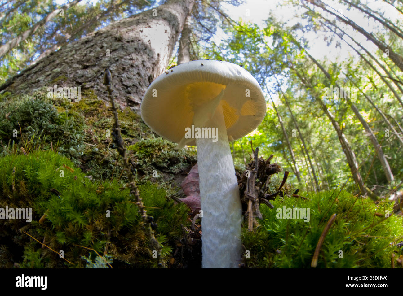 Fisheye view looking up at mushroom from below in the Adirondack ...