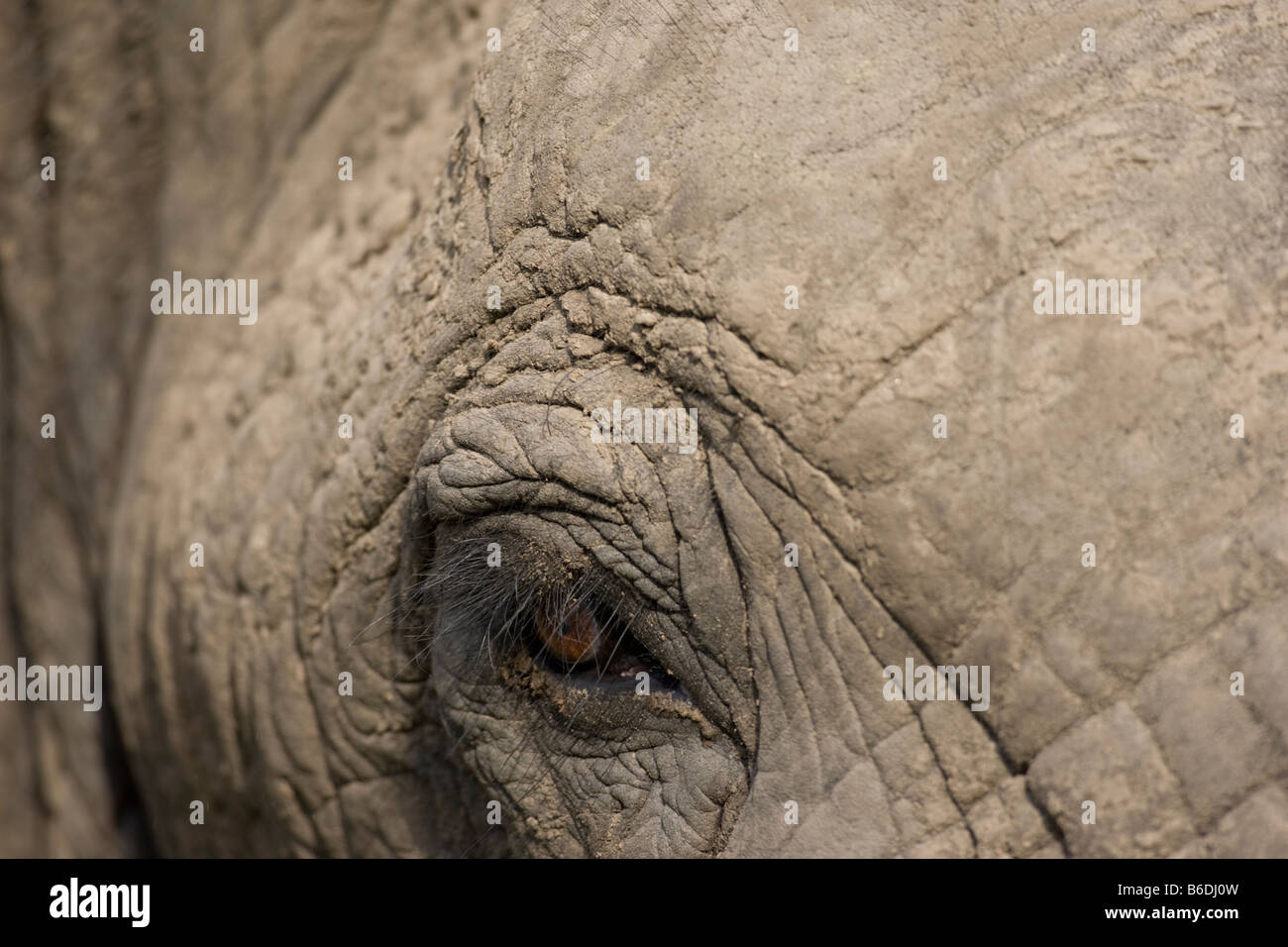 Africa Botswana Chobe National Park Close up view of eye of Elephant ...