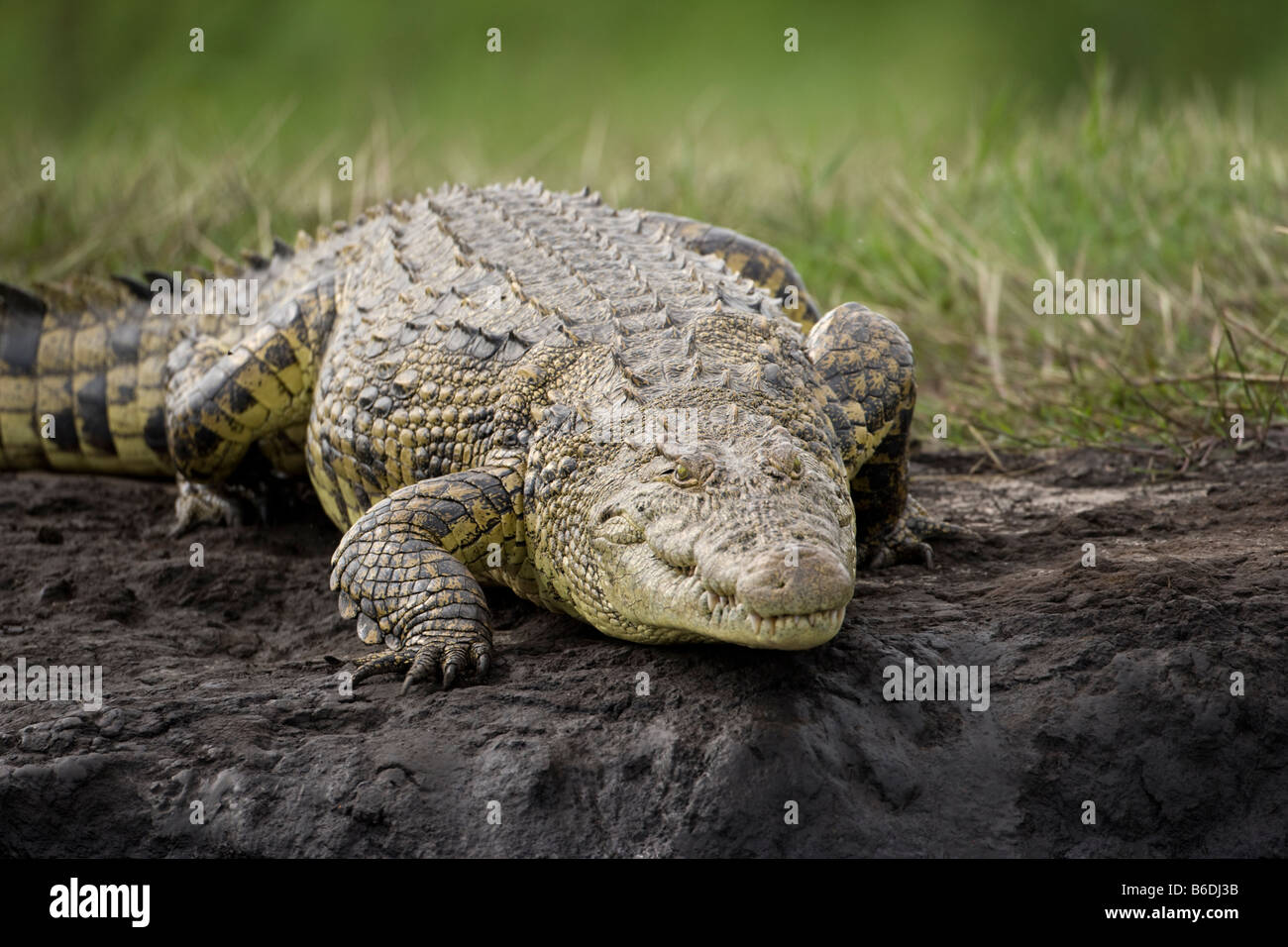 Crocodile Stalking Stock Photos & Crocodile Stalking Stock Images - Alamy