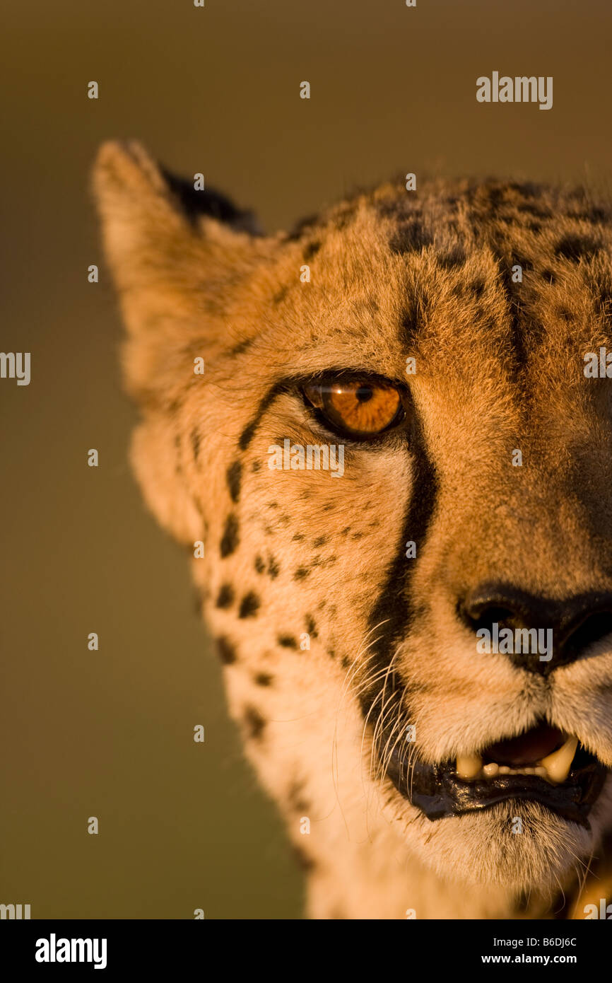 Cheetah headshot hi-res stock photography and images - Alamy
