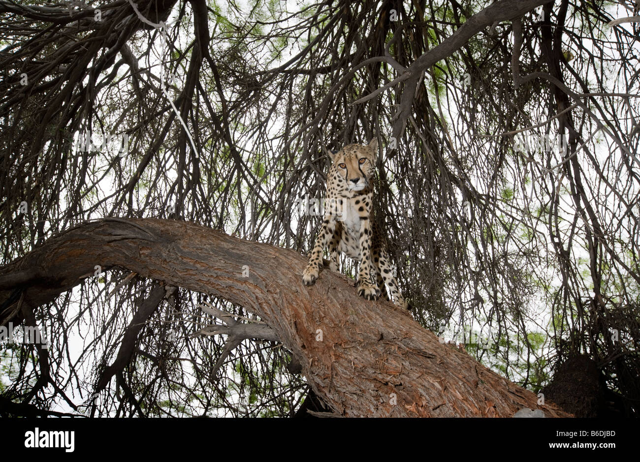 Cheetah tree hi-res stock photography and images - Alamy