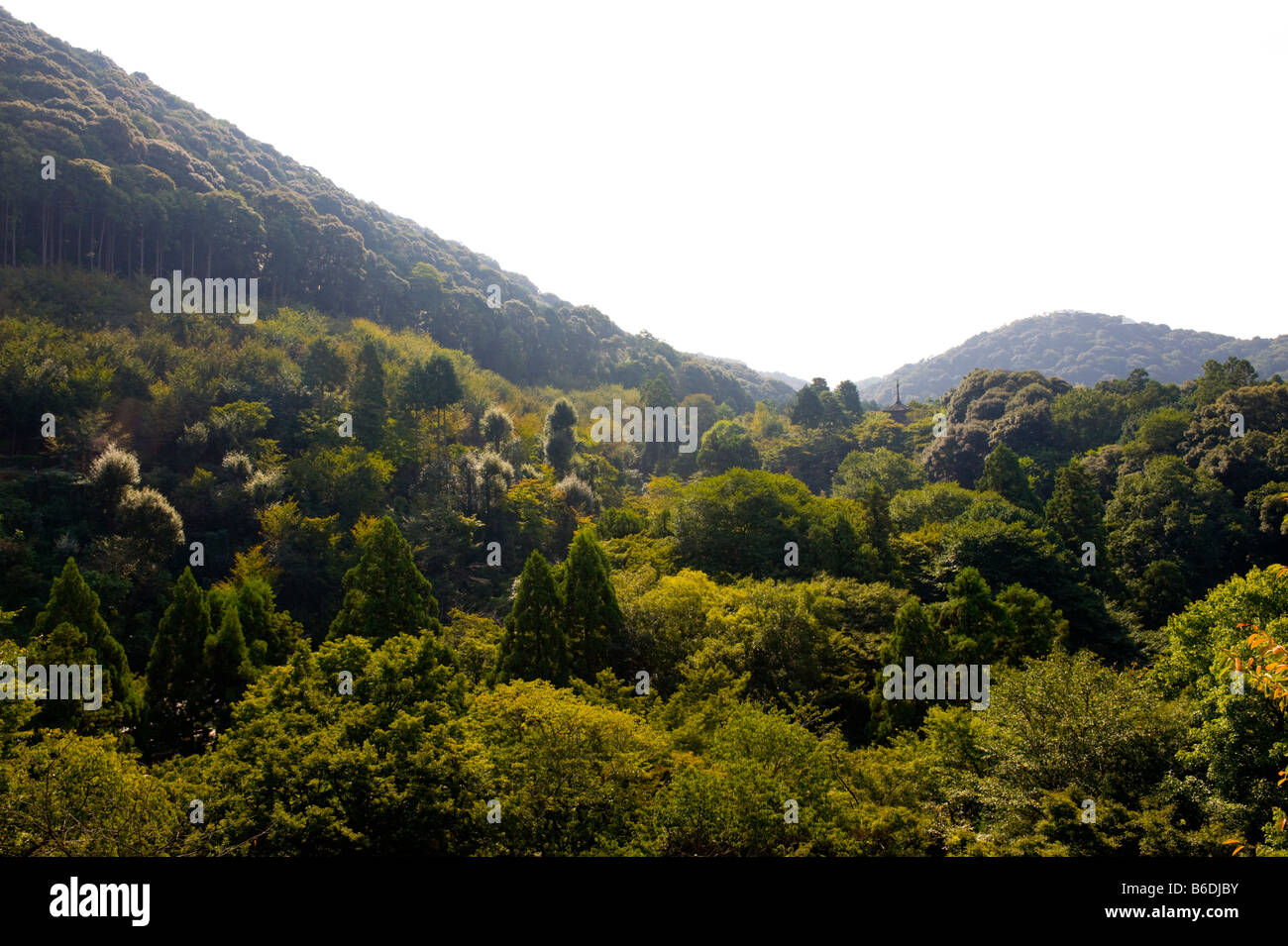 Forest around the Kiyomizudera Temple in Kyoto, Japan Stock Photo - Alamy
