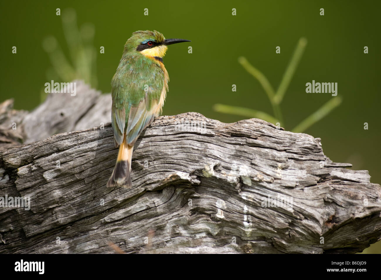 Swallow tailed bee eater botswana hi-res stock photography and images ...