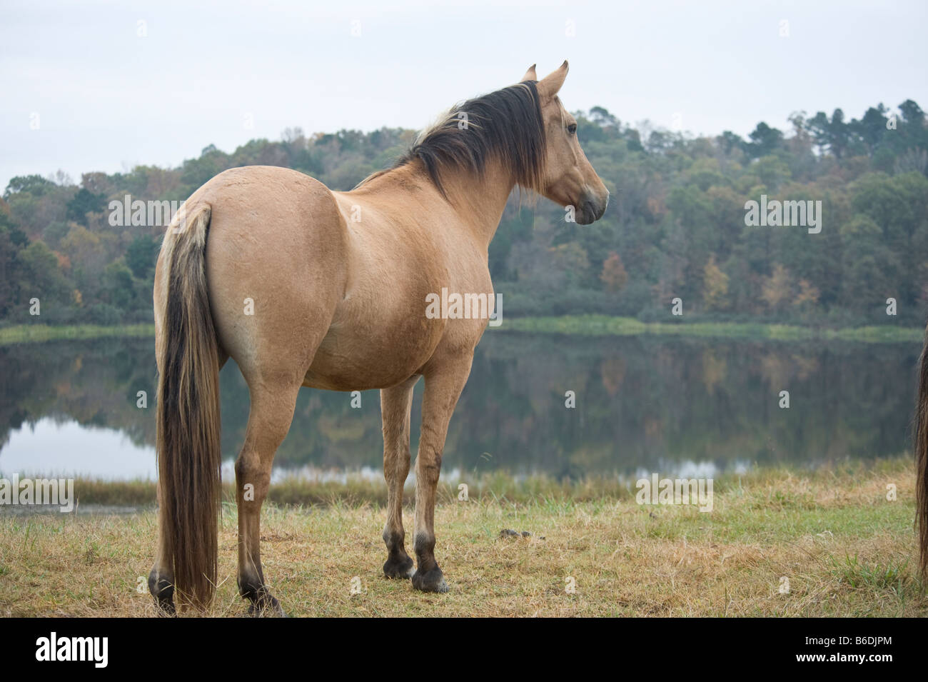 Kiger mustang horse hi-res stock photography and images - Alamy