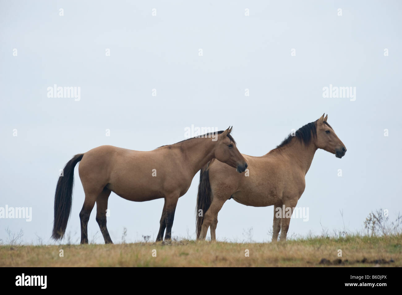 Kiger mustang horse hi-res stock photography and images - Alamy